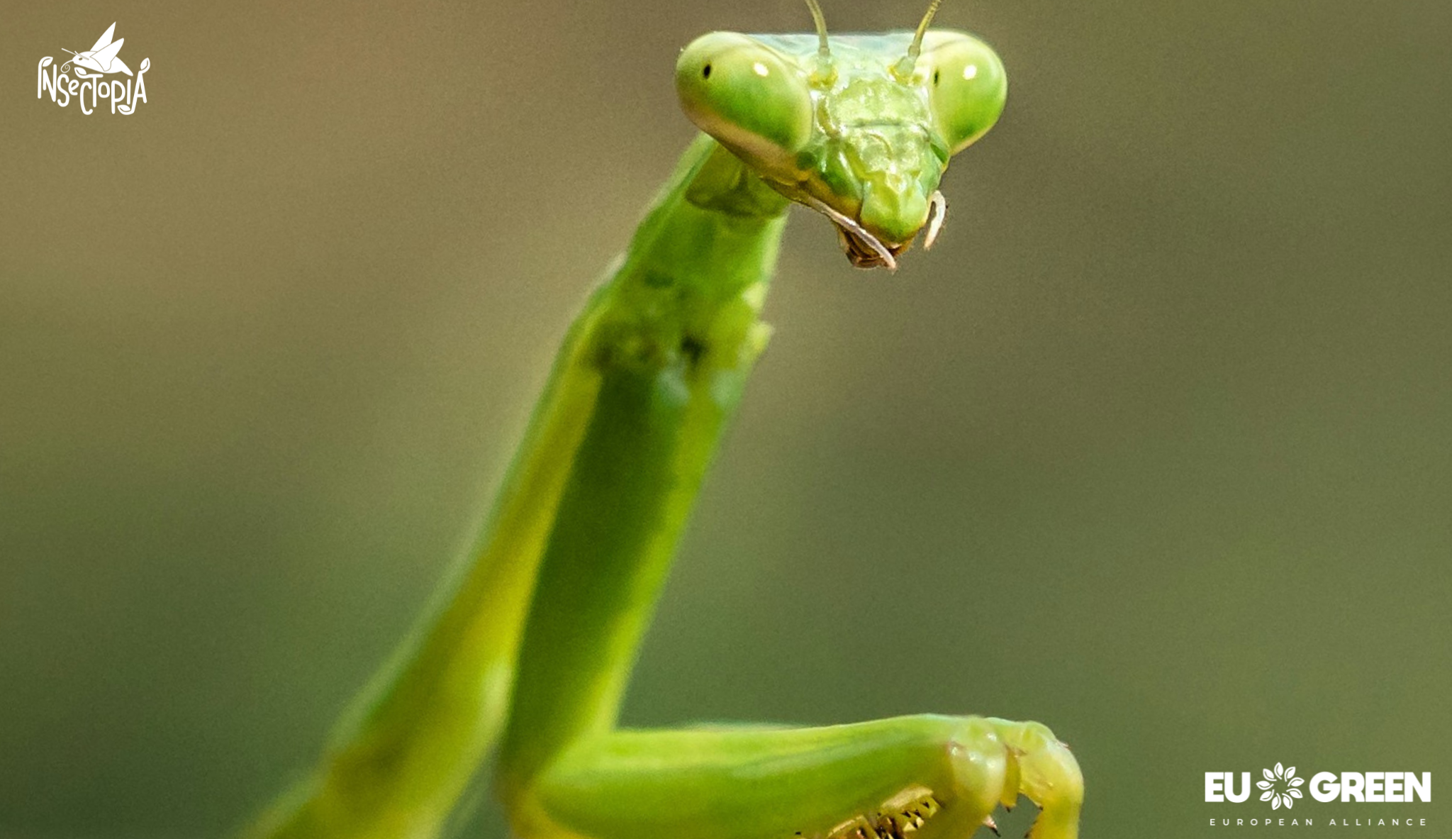 INSECTOPIA – EU GREEN