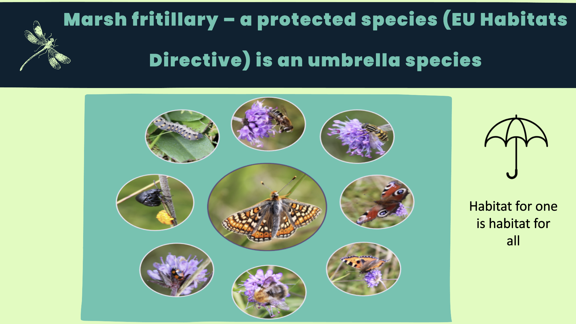 INSECTOPIA – EU GREEN